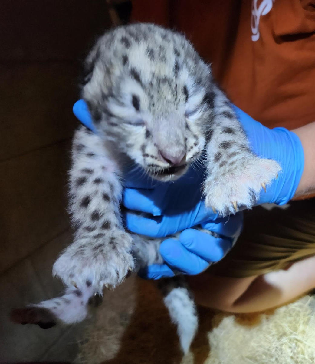 John Ball Zoo Welcomes Snow Leopard Cub