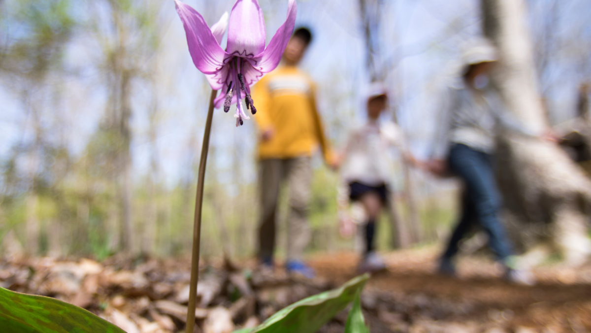 Best Spring Walks in the Woods | White Mountains, NH