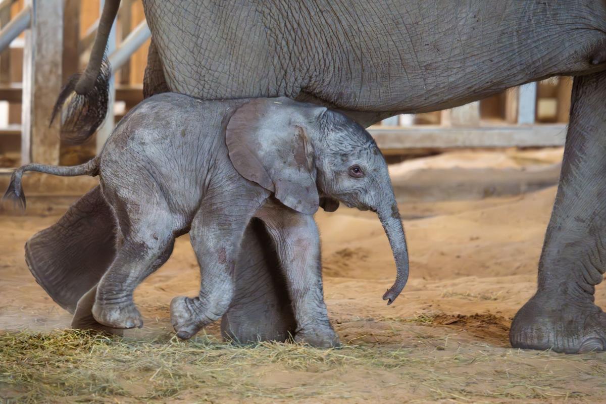Historic African elephant births at Sedgwick County Zoo