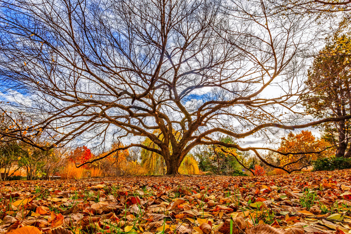 Where to find fall colors in Wichita, KS