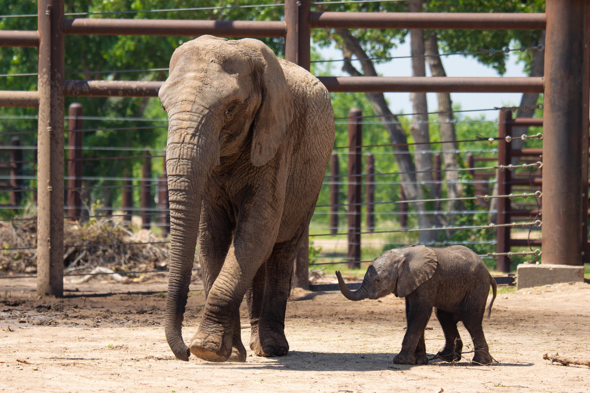 Historic Births | Four Baby Elephants at Sedgwick Zoo in Wichita