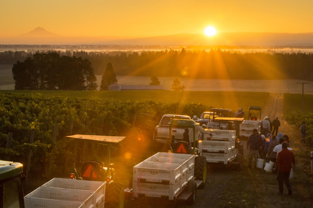 The night shift: Why pick grapes at night?