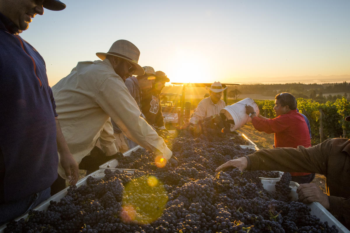 Sustainably Certified Oregon Wineries in the Willamette Valley
