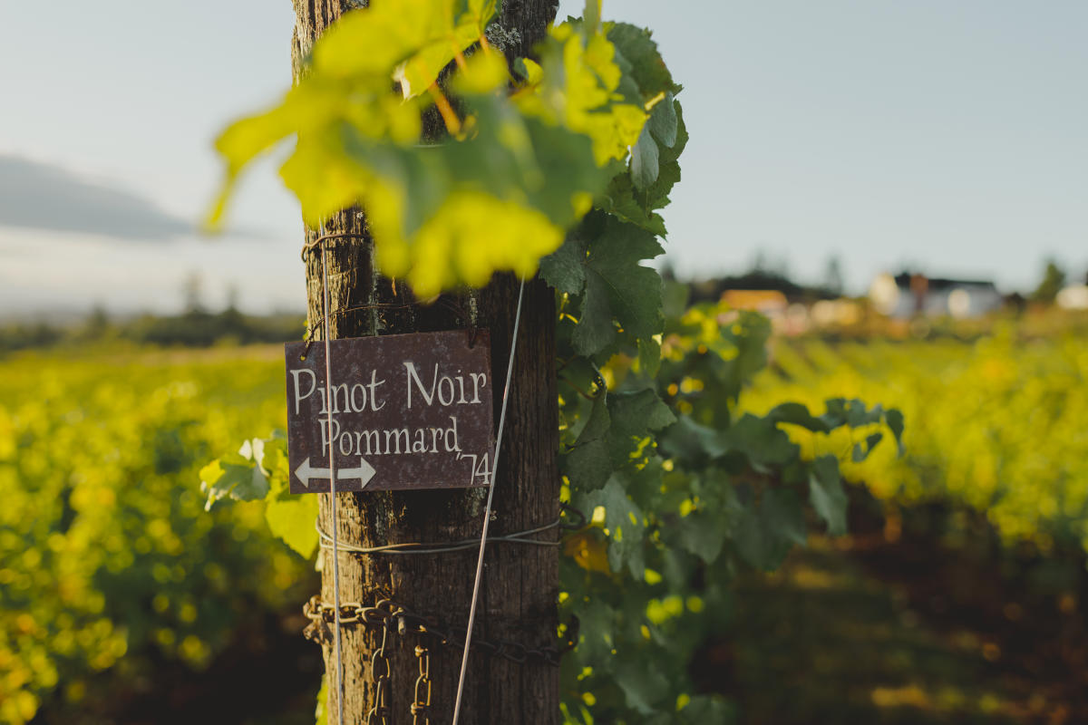 Oregon Pinot Noir | Willamette Valley Wineries