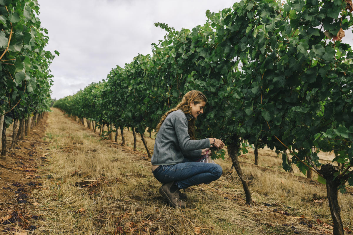 Domaine Nicolas-Jay