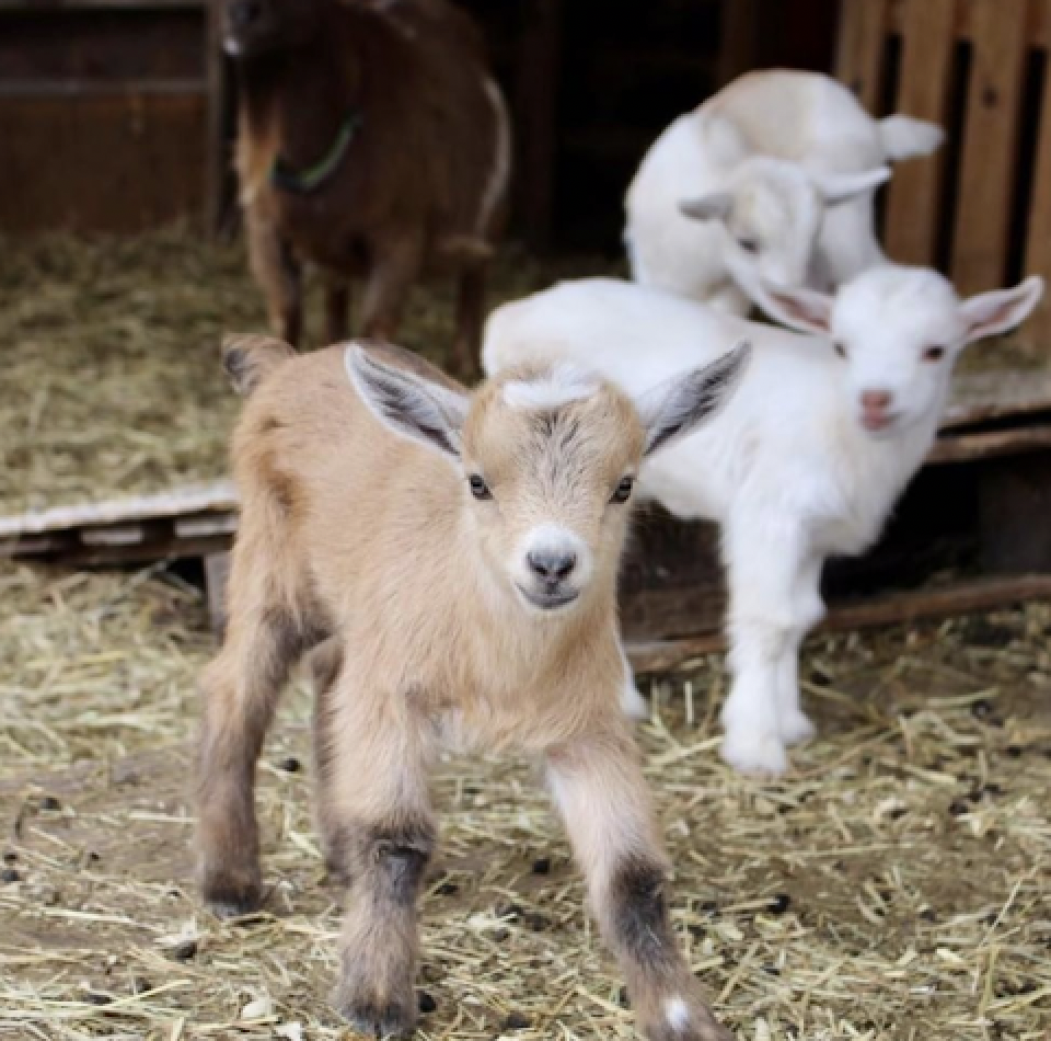 Best of Breed: Williamsburg's Animal Attractions | Visit Williamsburg