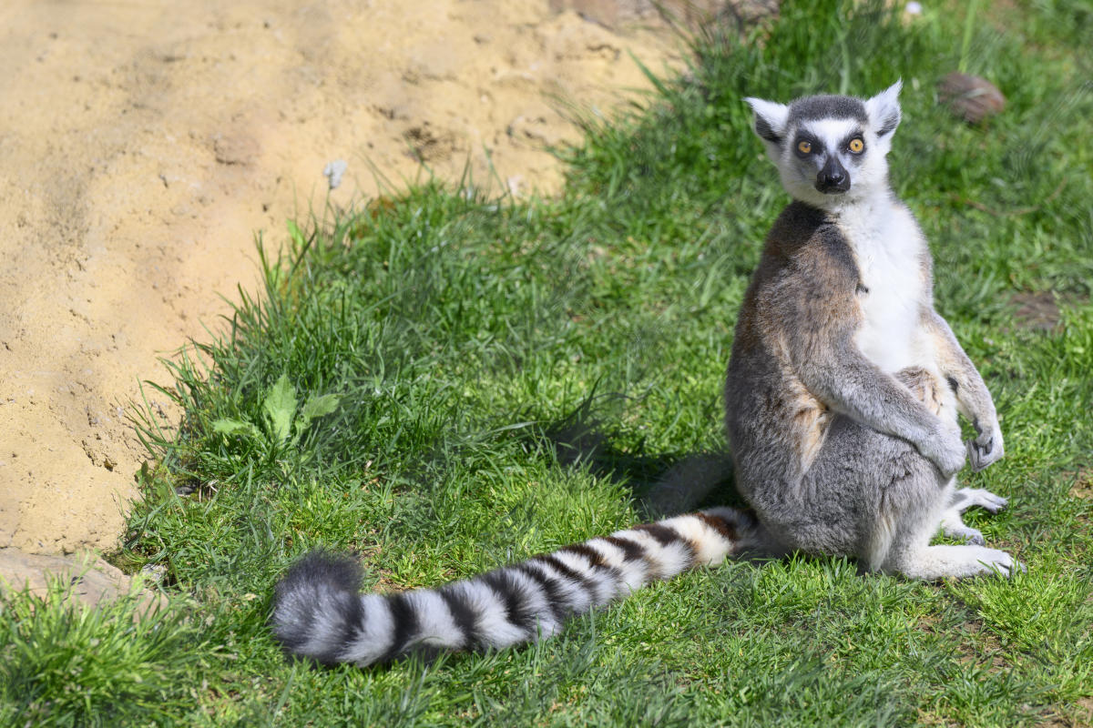Boo at the Zoo | Halloween at the Brandywine Zoo