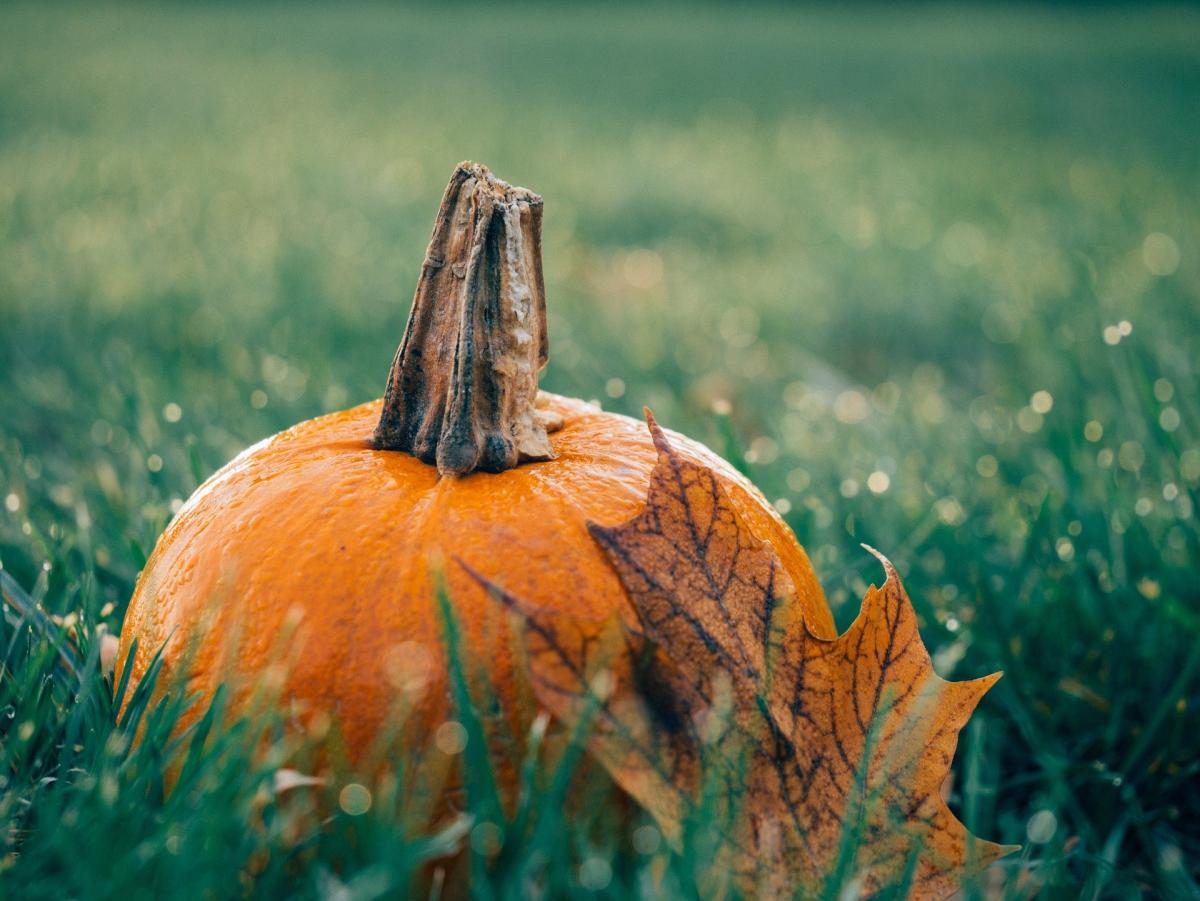 Wilmington Pumpkin Patches, Fall Foliage & Ghost Trains