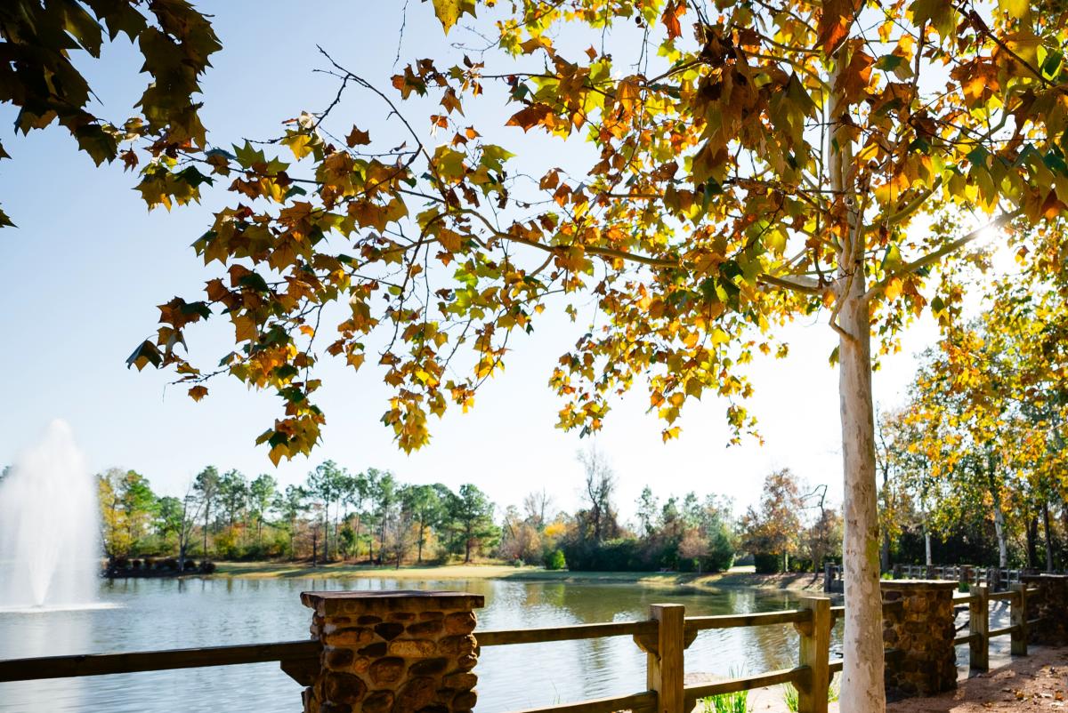 A Quick Guide to Trees in The Woodlands