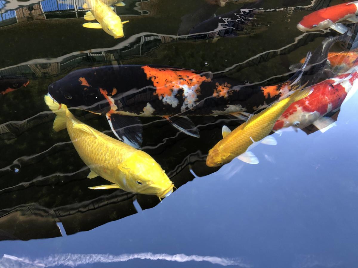 The Koi Garden | Nature and Beauty in The Woodlands, Texas