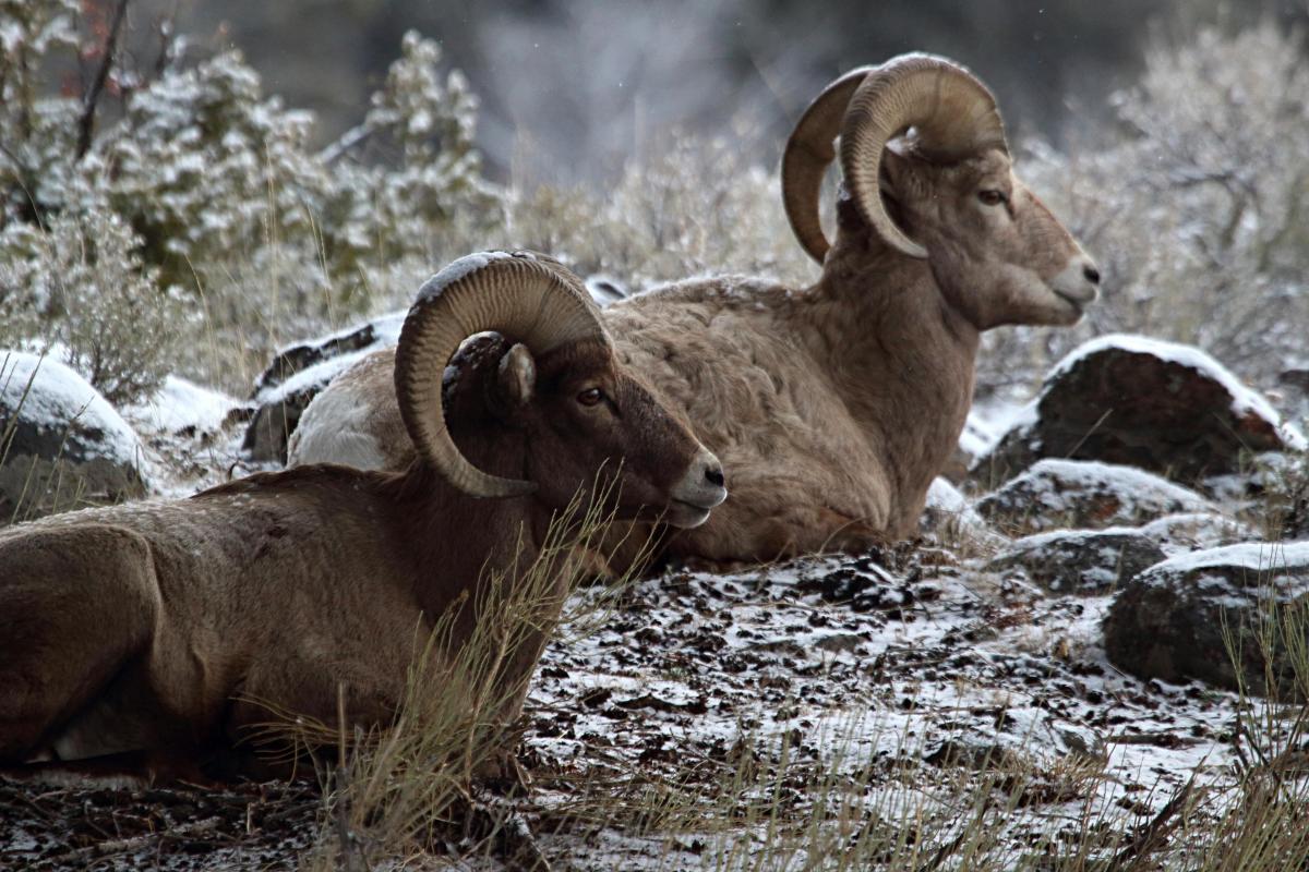 10 Places to Spot Wyoming Wildlife