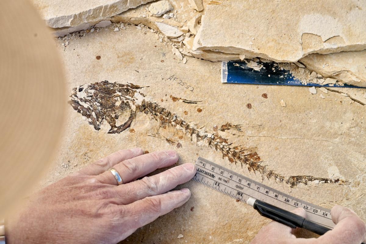 Fossil Digging and Dinosaurs In Wyoming | Excursions galore