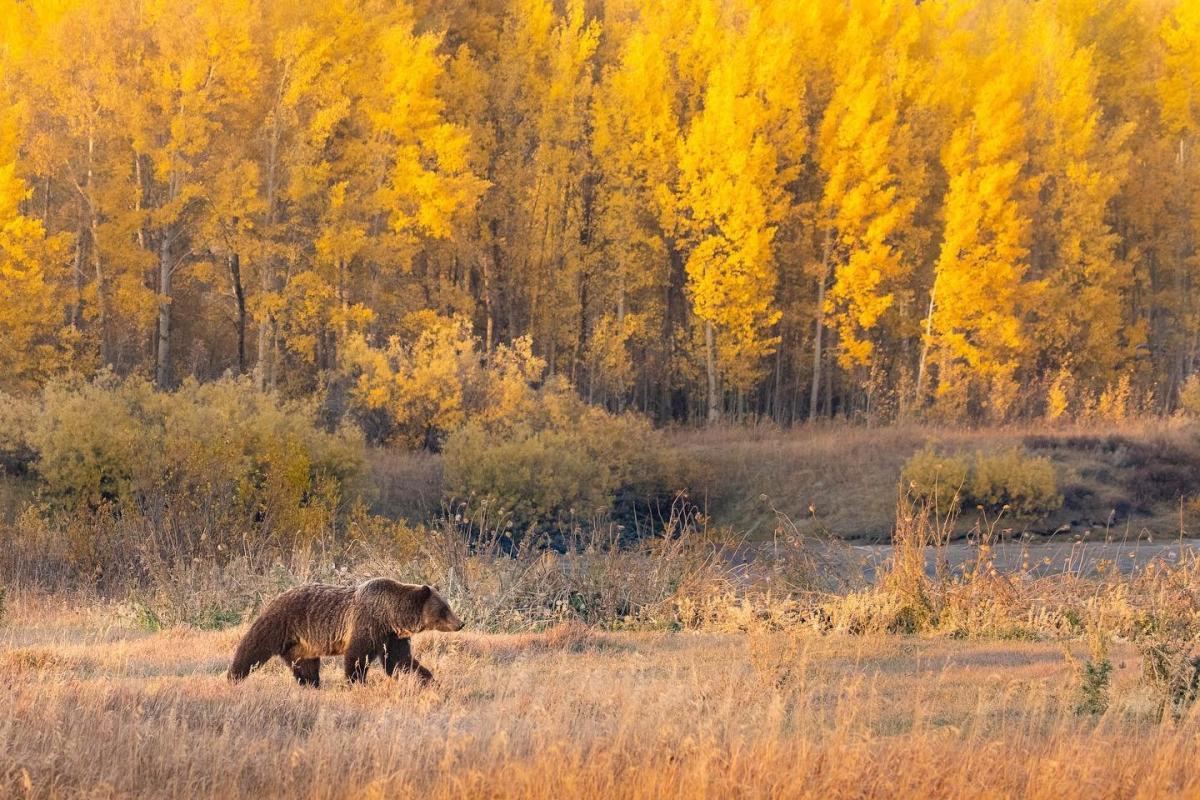 Capturing Wyoming's Fall Foliage on a Scenic Drive | Travel Wyoming