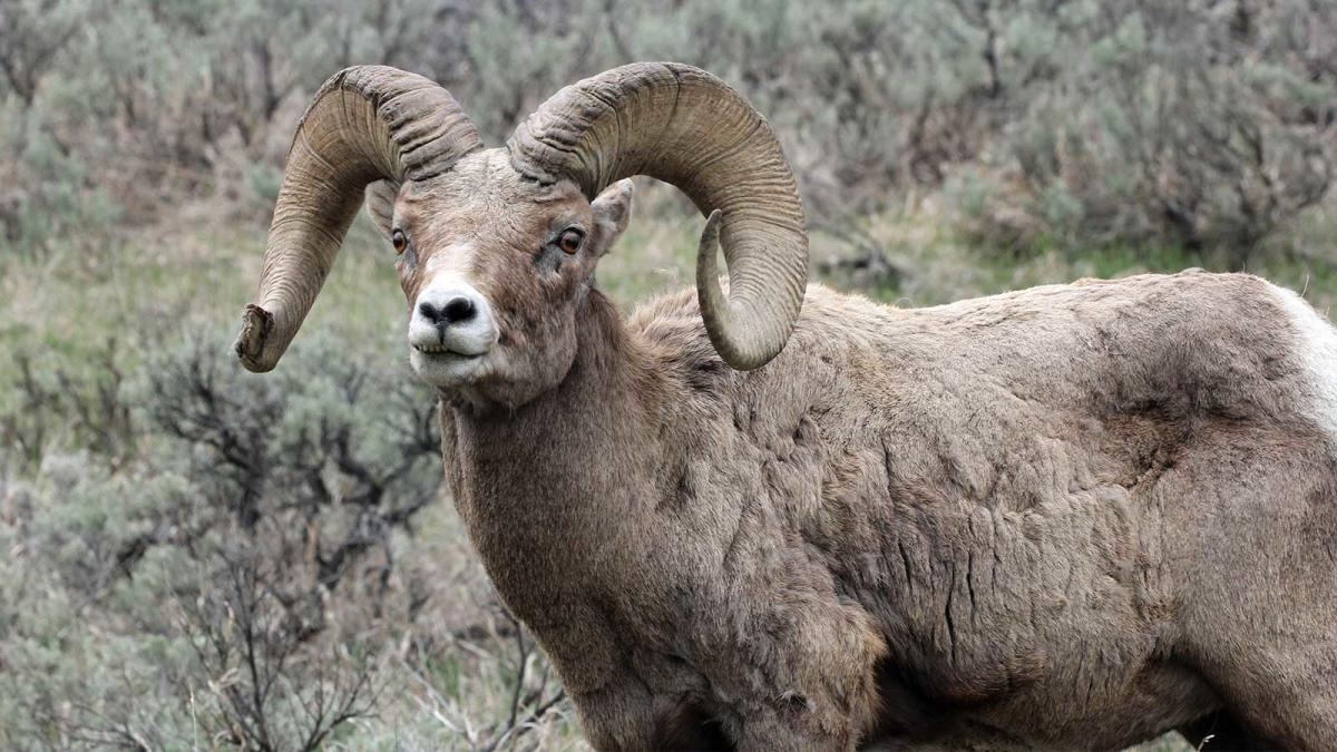 10 Places to Spot Wyoming Wildlife