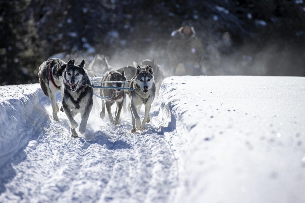 dog sled