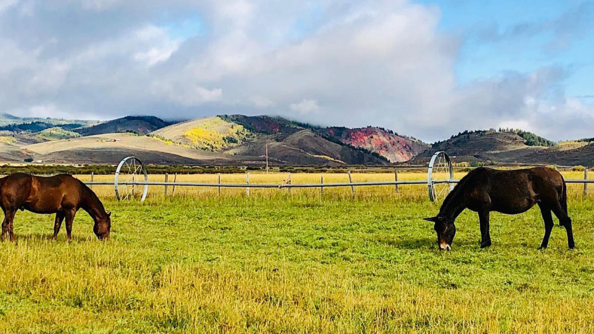 20 Things to Do in Wyoming’s Star Valley: From Wildlife to Wildflowers