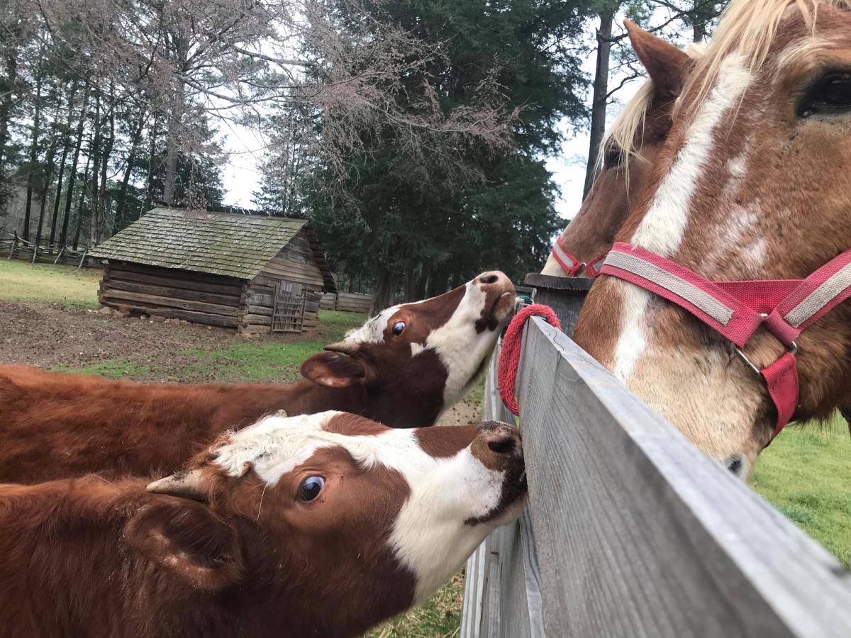 Getting to Know the Farm at Historic Brattonsville