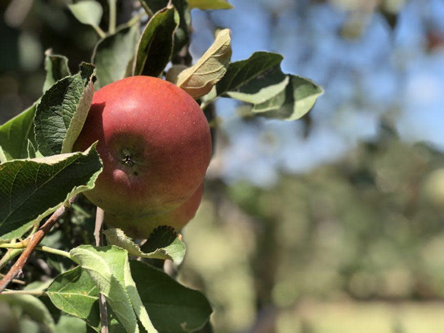 Windy Hill Orchard & Cidery is Opening for Spring