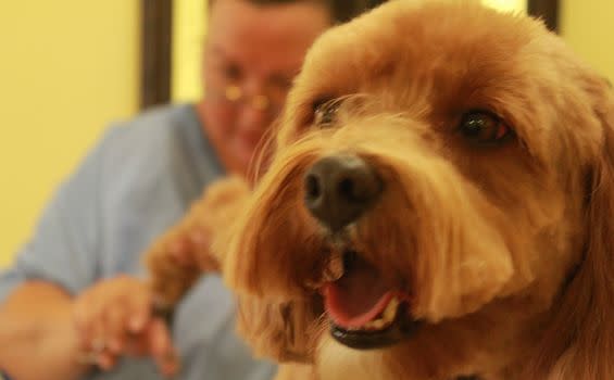 The Wizard of Paws Dog Grooming
