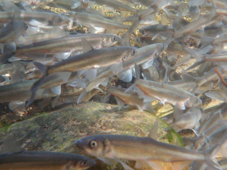 Lake George Fishing Alliance