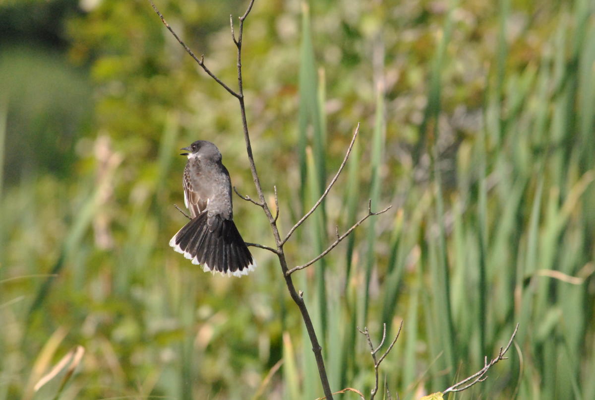 Lake George Watershed Birding