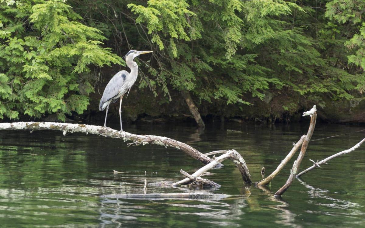 Adirondack Guide to Birding