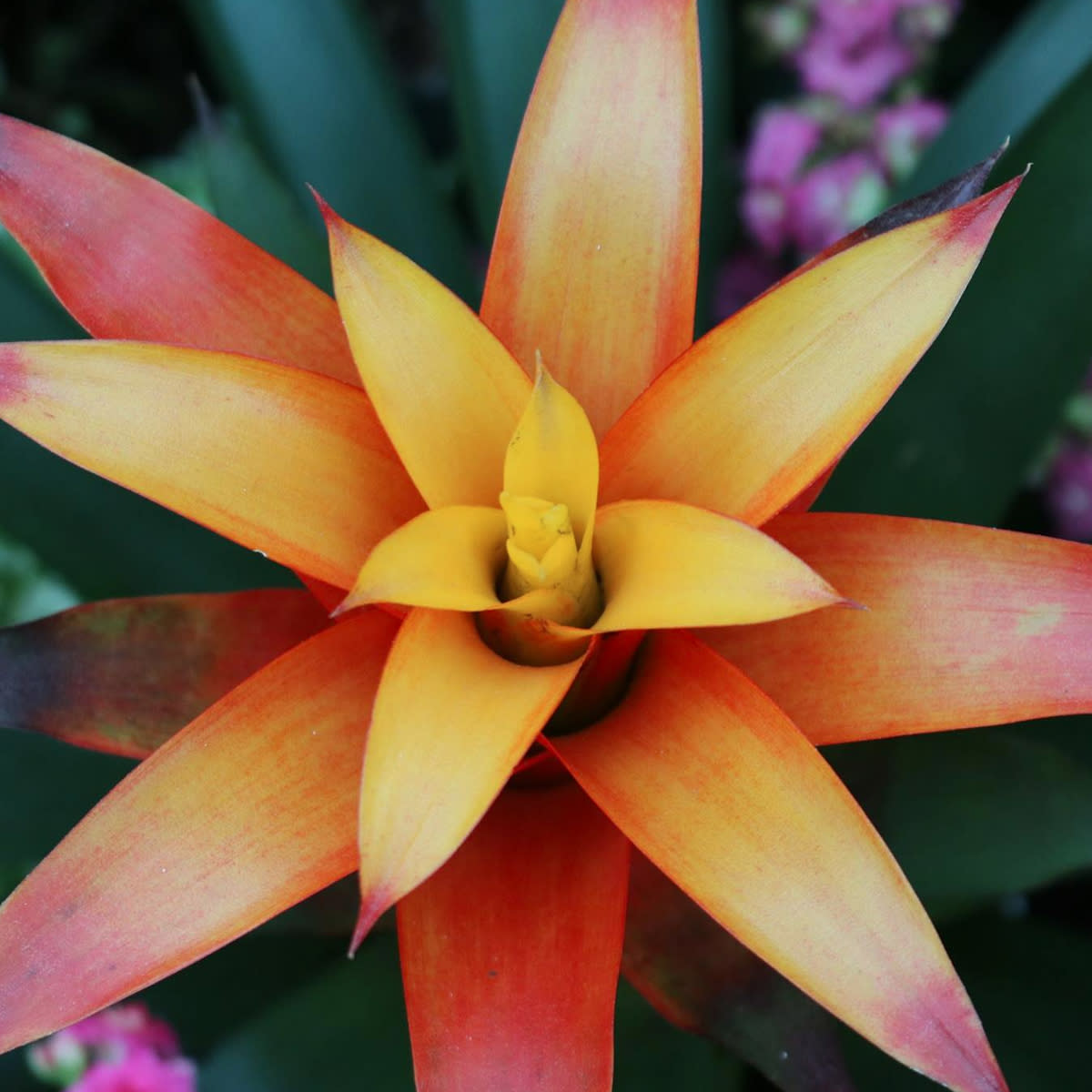 Botanic Garden - ABQ BioPark