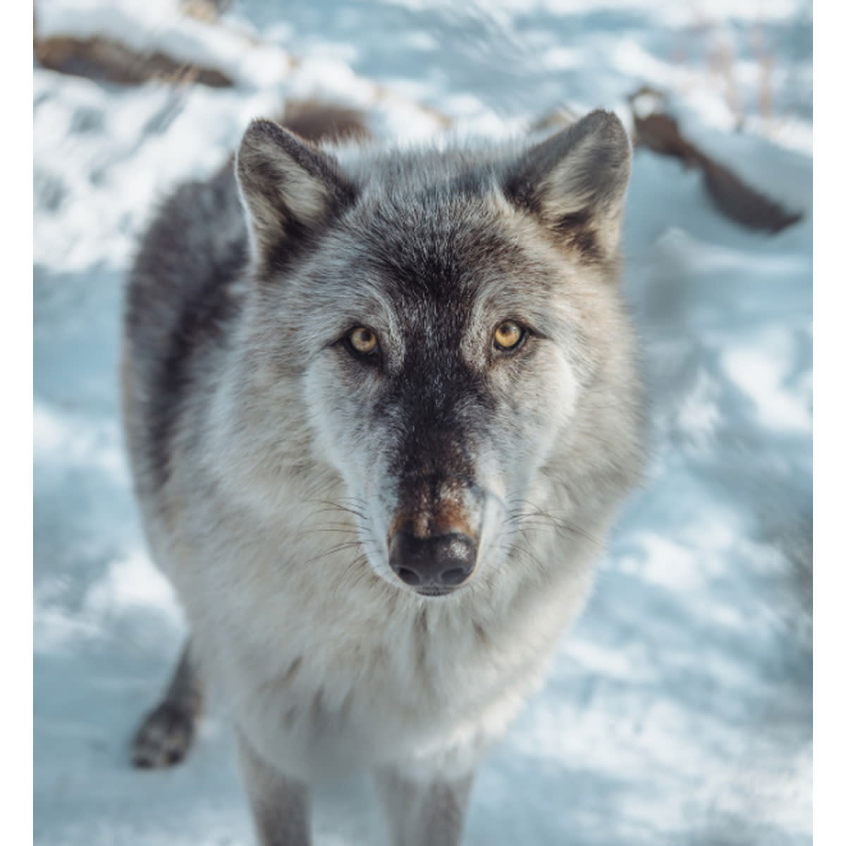 Wild Spirit Wolf Sanctuary