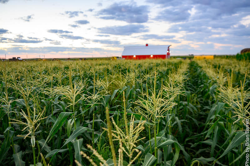 Gee Family's Sweet Corn & Pumpkin Patch