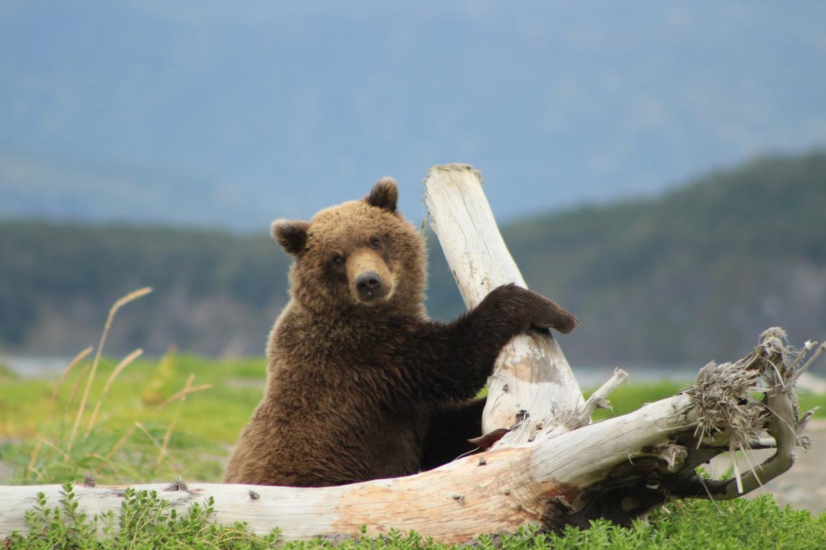 Alaska Bear Adventures