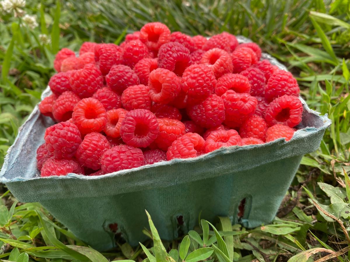 Honey's Harvest Farm | Lothian, MD