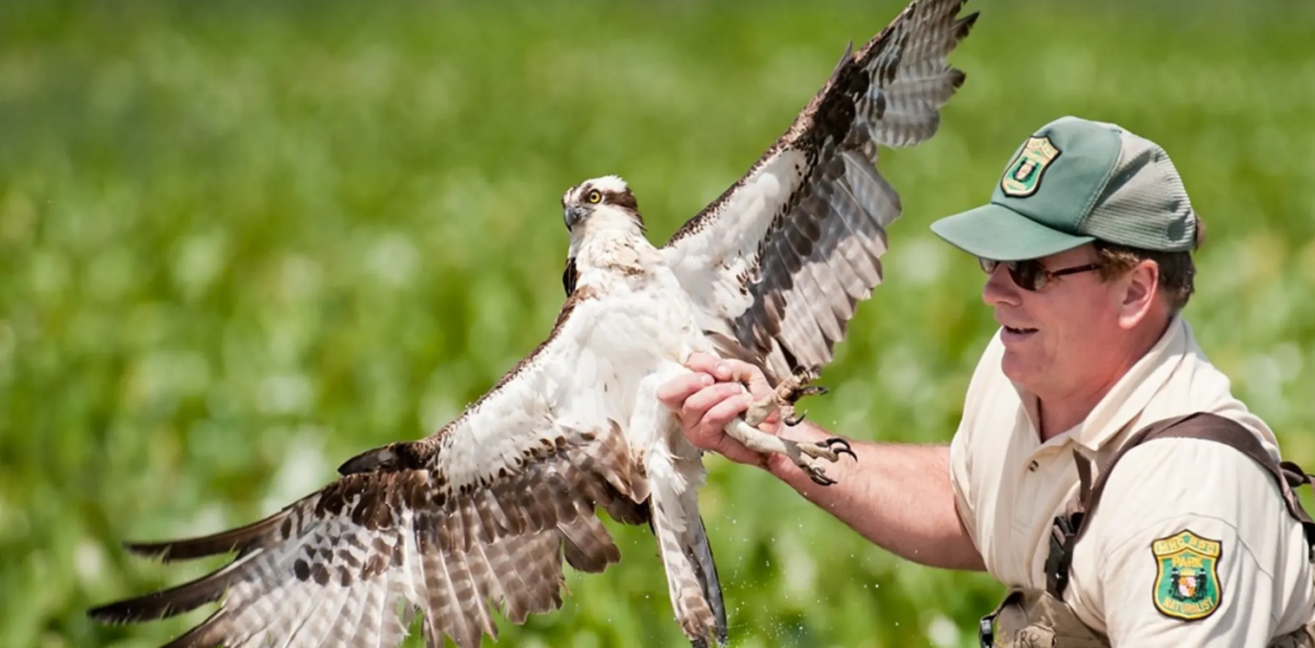 Ospreys of the Patuxent Boat Tour | Shady Side, MD