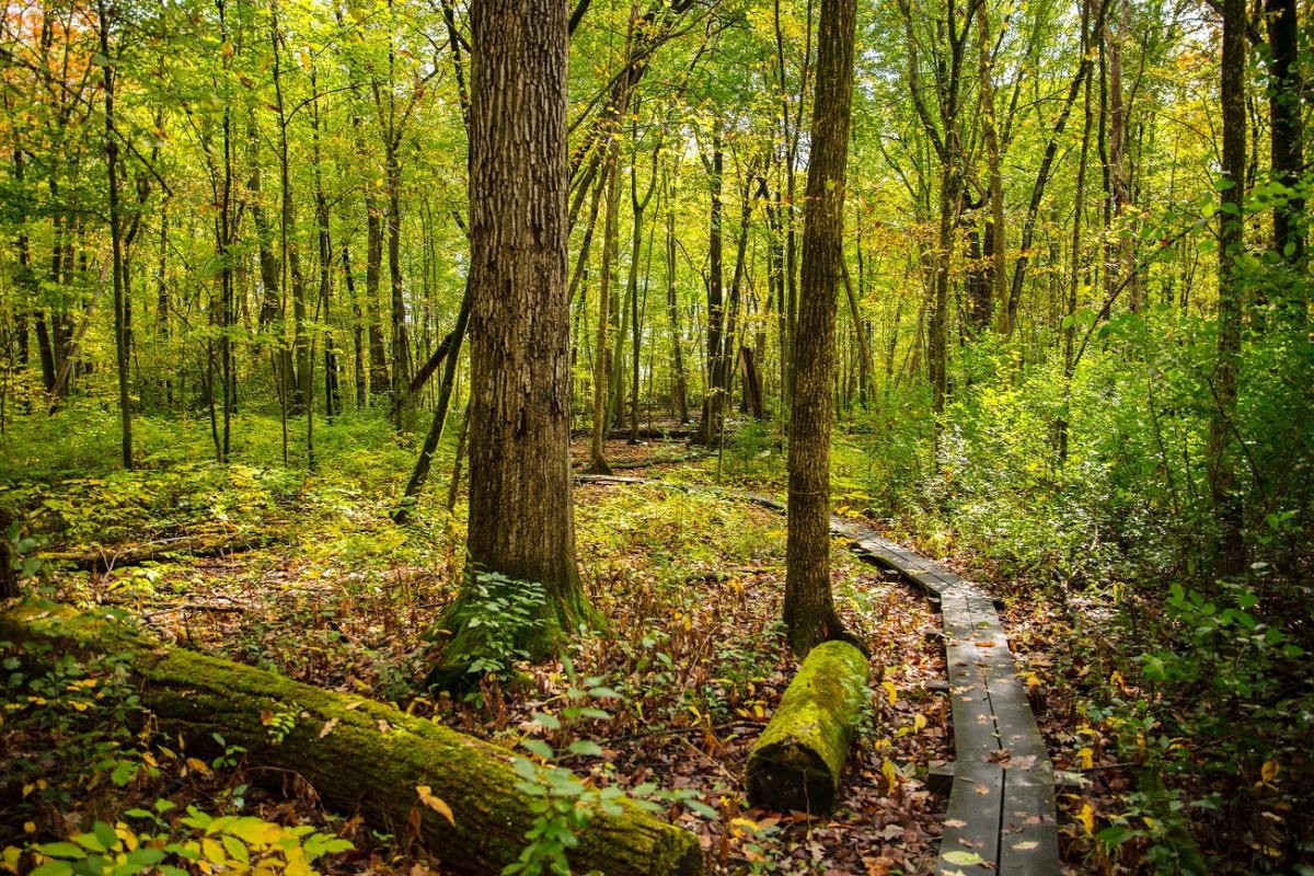 Lloyd and Mabel Johnson Preserve