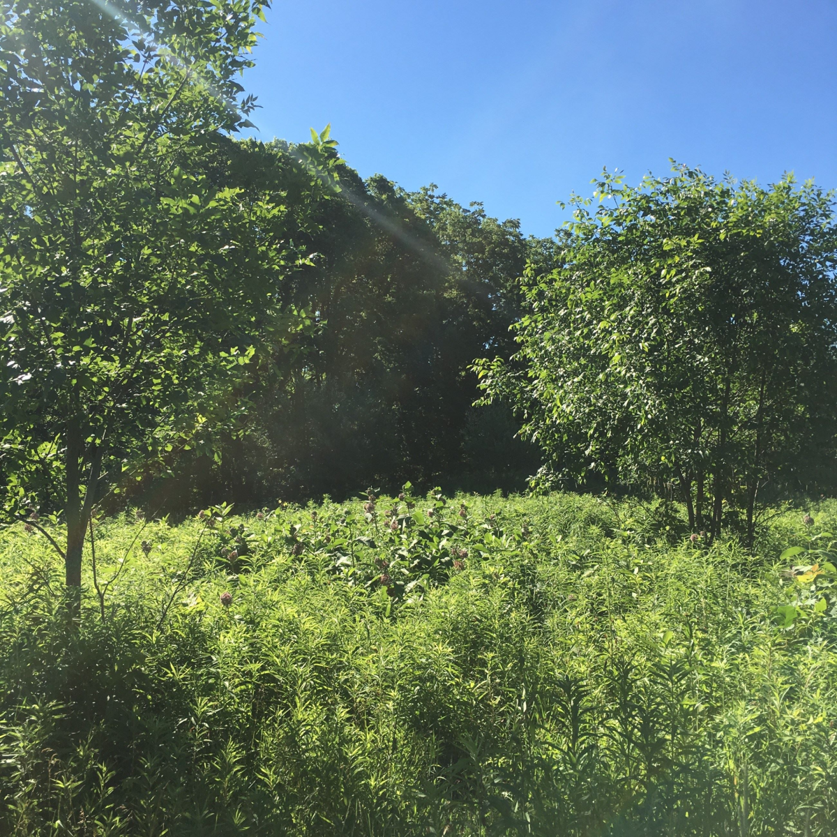 Raymond F. Goodrich Preserve