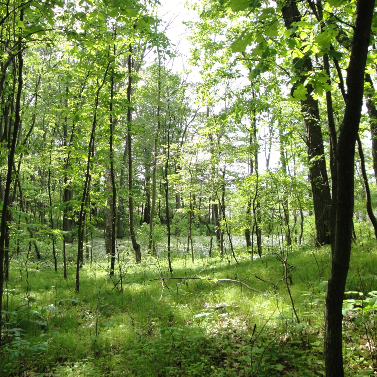 Miller-Smith Preserve