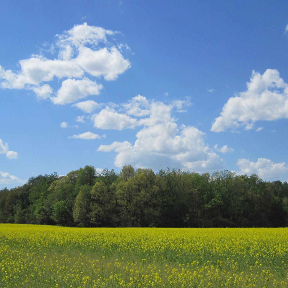Brauer Preserve