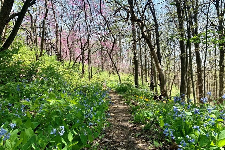 Cedar Bend Nature Area | Destination Ann Arbor