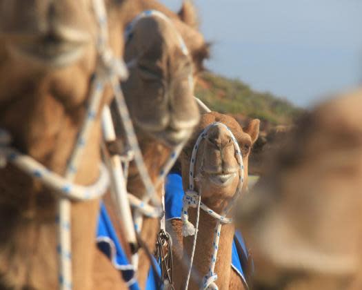 Broome Camel Safaris
