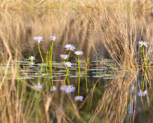 Birdwatching in Derby