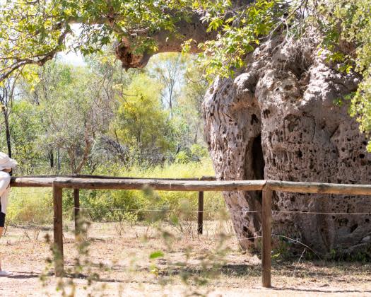Boab Prison Tree