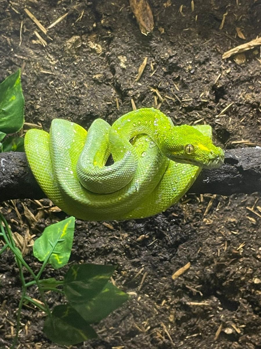 Blue Zoo Baton Rouge