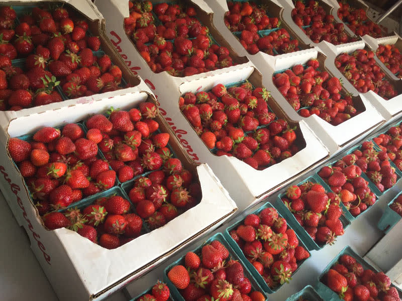 Rocky Acres Berry Farm