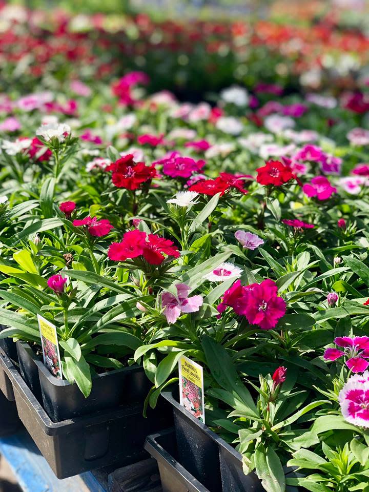 Ellis Home & Garden