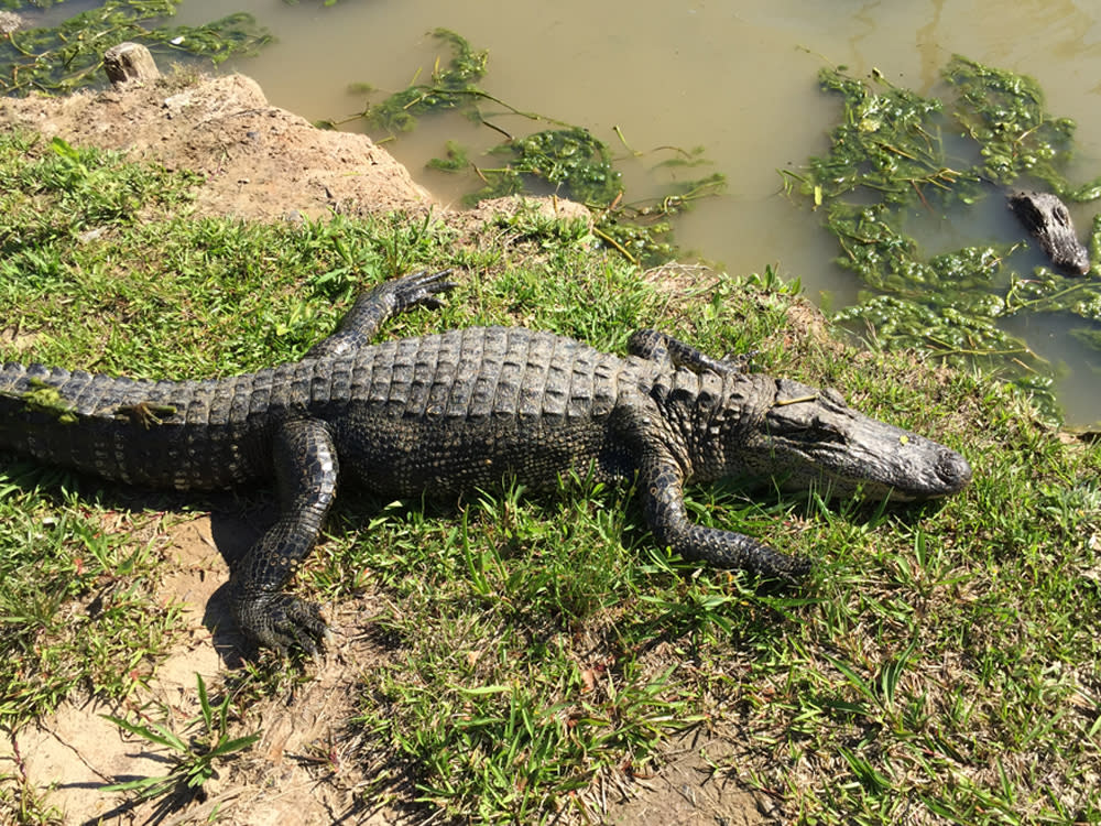 Gator Country Swamp Tours