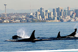 Puget Sound Express Seattle/Edmonds | Edmonds, WA