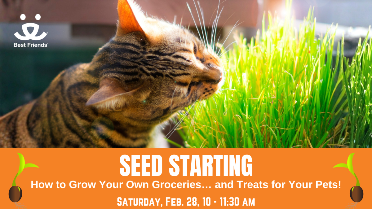 Seed Starting: How to Grow Your Own Groceries… and Treats for Your Pets!