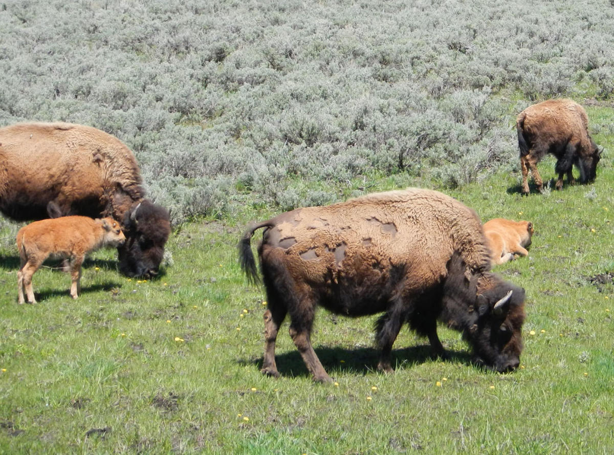 Yellowstone Touring Company