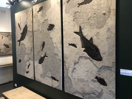 Labor Day Fossil Fish Cleaning