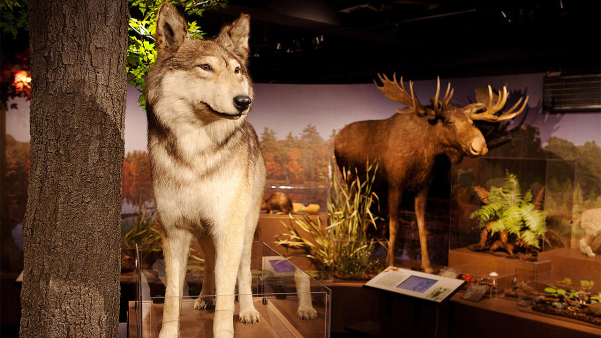 Harvard Museum of Natural History