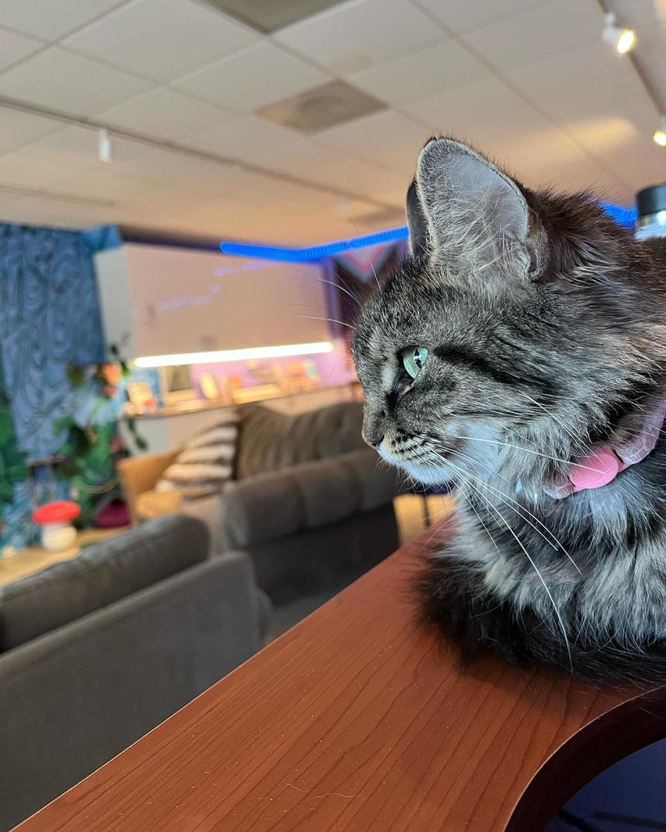 Purrfect Pause Cat Cafe
